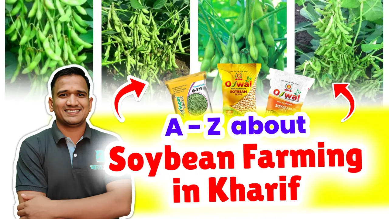 From Sowing to Harvest: Soybean Crop Cultivation Tips - BharatAgri Gyan