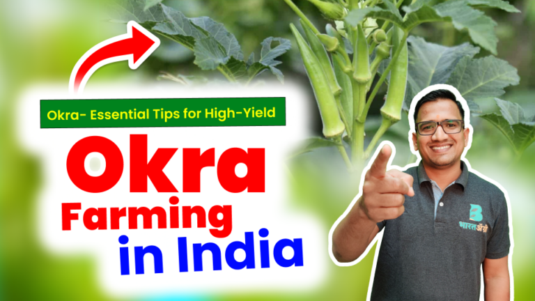 Essential Tips for High-Yield Okra (Bhindi) Farming in India ...