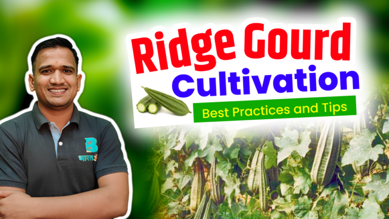 Ridge Gourd Cultivation: Best Practices and Tips - BharatAgri Gyan