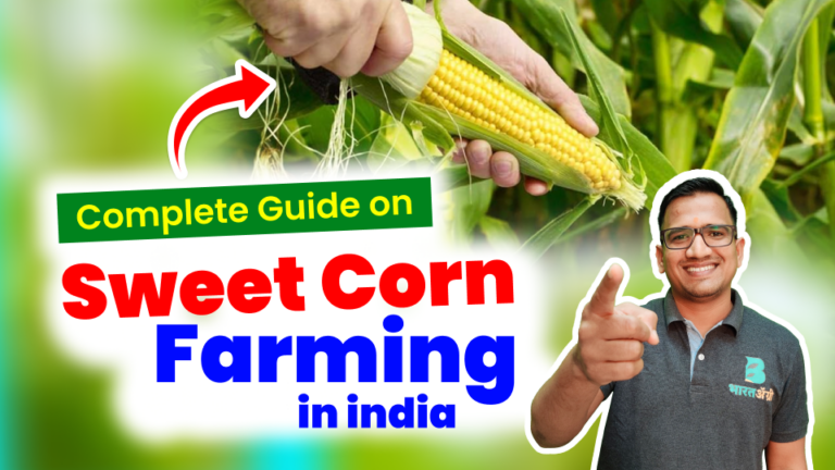 Maize Cultivation in India: A Comprehensive Guide - BharatAgri Gyan