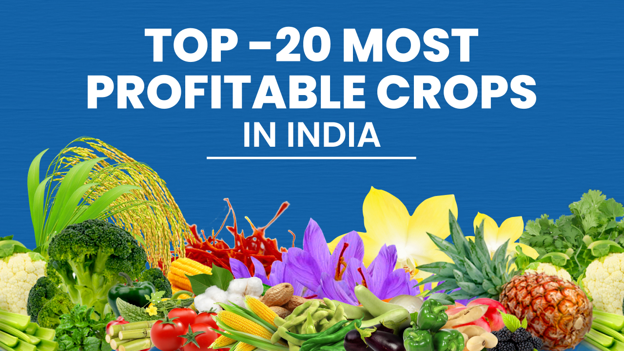 Top 20 Most Profitable Crops in India - BharatAgri Gyan