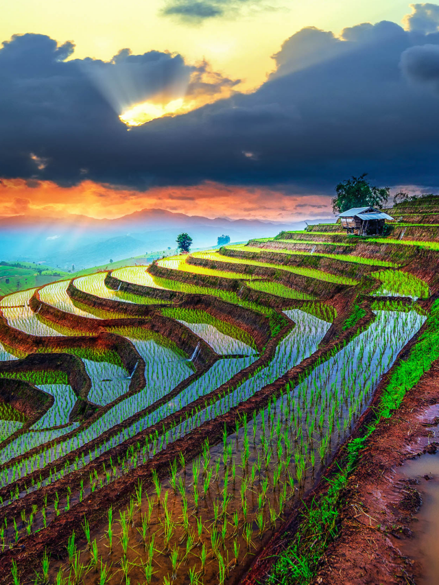 Terrace Farming in India and its Types - BharatAgri Gyan