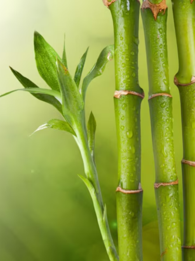 Bamboo farming - BharatAgri Gyan